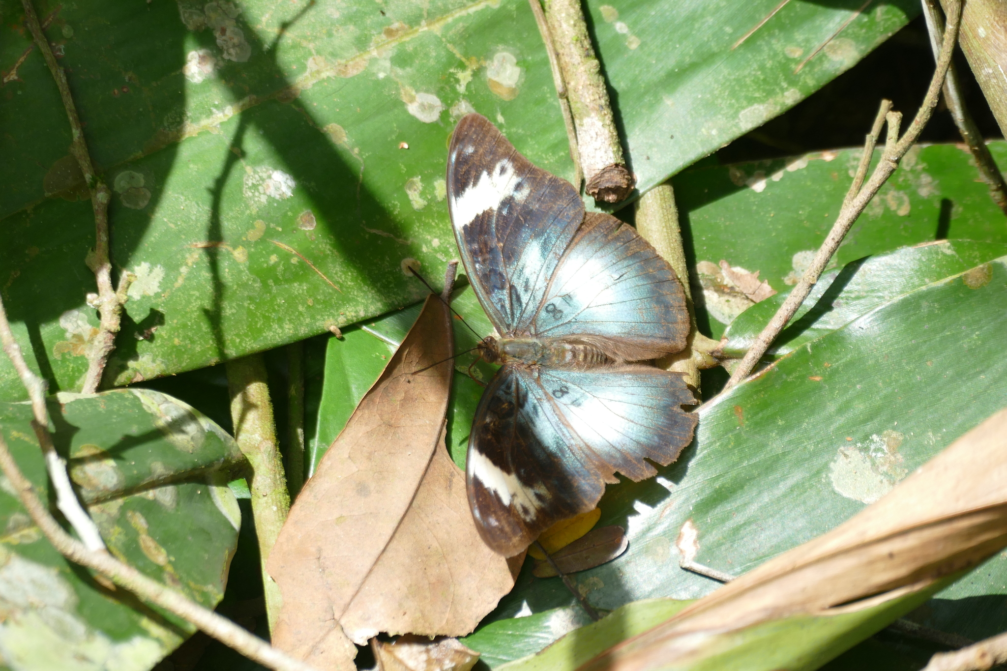 Euriphene Boisduval, 1847