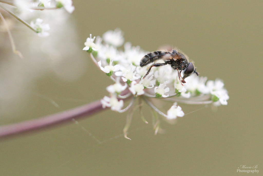 Pitheads from Trémaouézan, France on August 11, 2021 at 03:17 PM by M ...