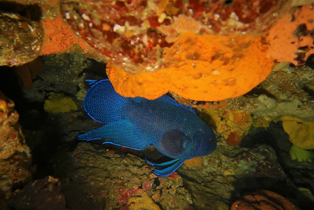 Southern Blue Devil from Carrickalinga SA 5204, Australia on December ...