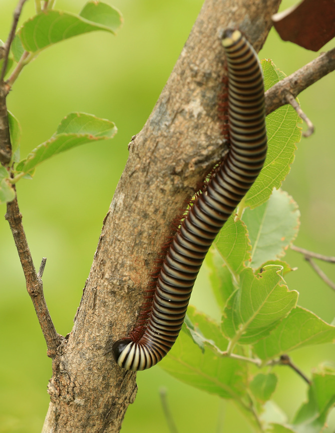 Zebra Songololo from Mopani District Municipality, South Africa on ...