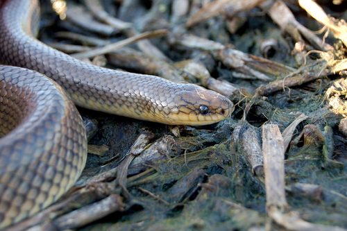 (Paraphimophis) - Snakes and Lizards