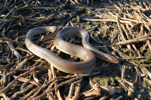 (Paraphimophis) - Snakes and Lizards