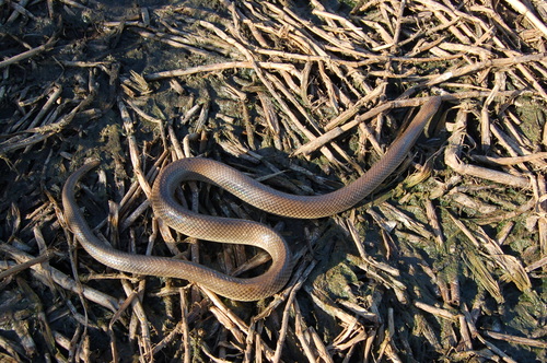 (Paraphimophis) - Snakes and Lizards