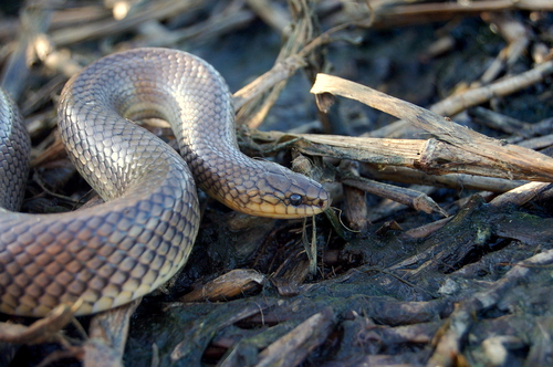 (Paraphimophis) - Snakes and Lizards