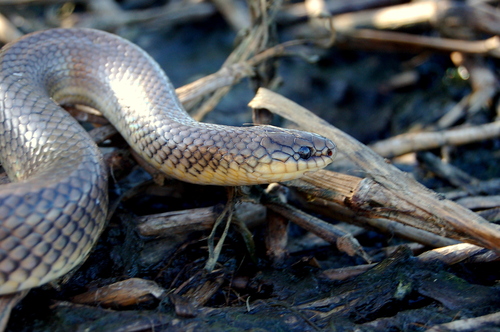 (Paraphimophis) - Snakes and Lizards