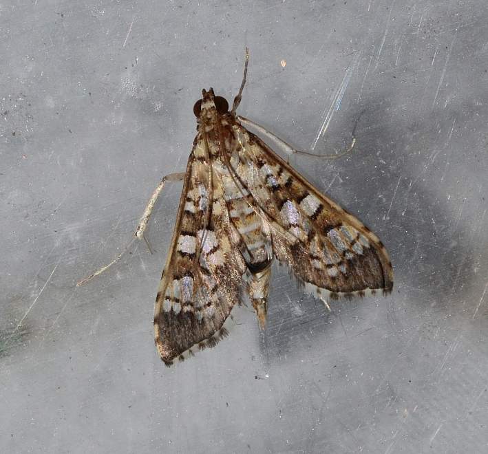 Stained-glass Moth from Sebastian, FL, USA on July 13, 2018 at 09:13 PM ...