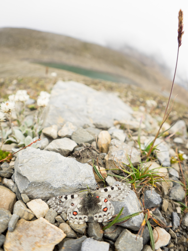 Common Red Apollo from Khangsar, Nepal on August 18, 2018 at 08:12 PM ...