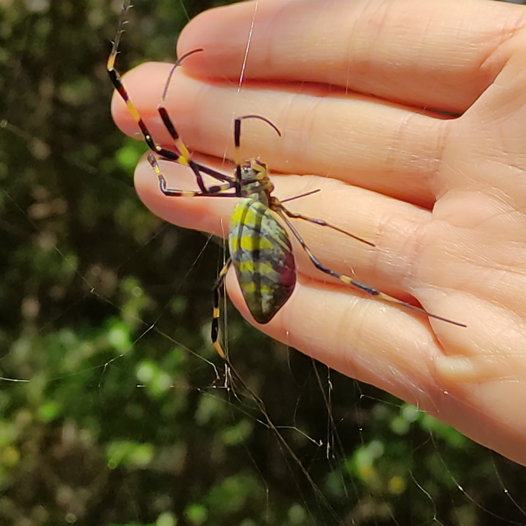 Joro Spider from 12, 51-8 Higashitawara, Hadano, Kanagawa 257-0028 ...