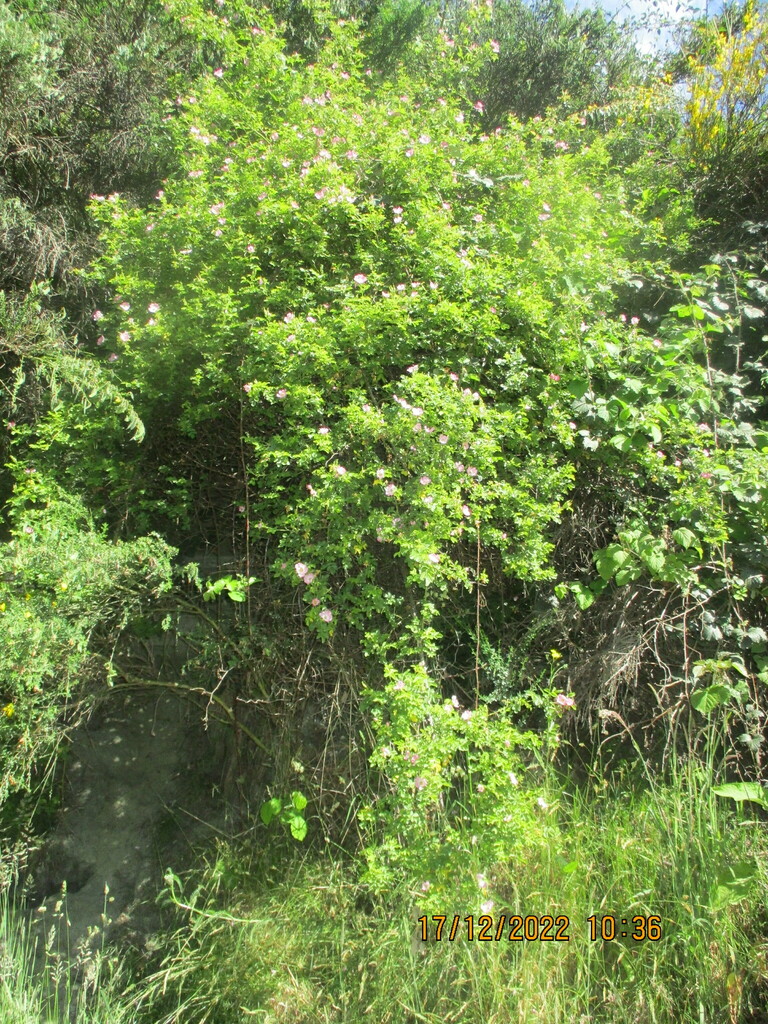 Sweet-brier from Frankton, Queenstown, New Zealand on December 17, 2022 ...