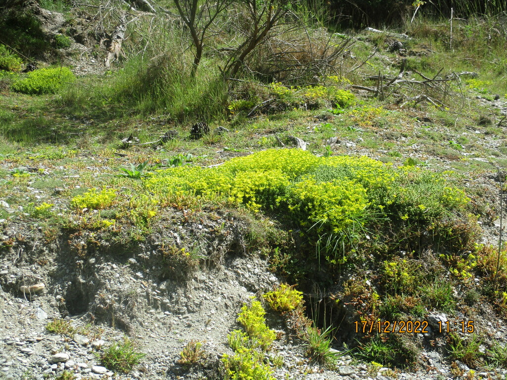 Biting Stonecrop from Frankton, Queenstown, New Zealand on December 17 ...