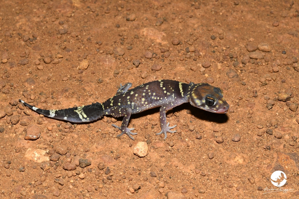 Thick-tailed Barking Gecko from Hovea WA 6071, Australia on December 20 ...