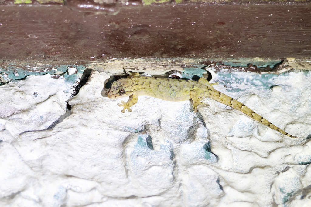 Khlong Lan Slender Gecko from Umphang, Umphang District, Tak 63170 ...