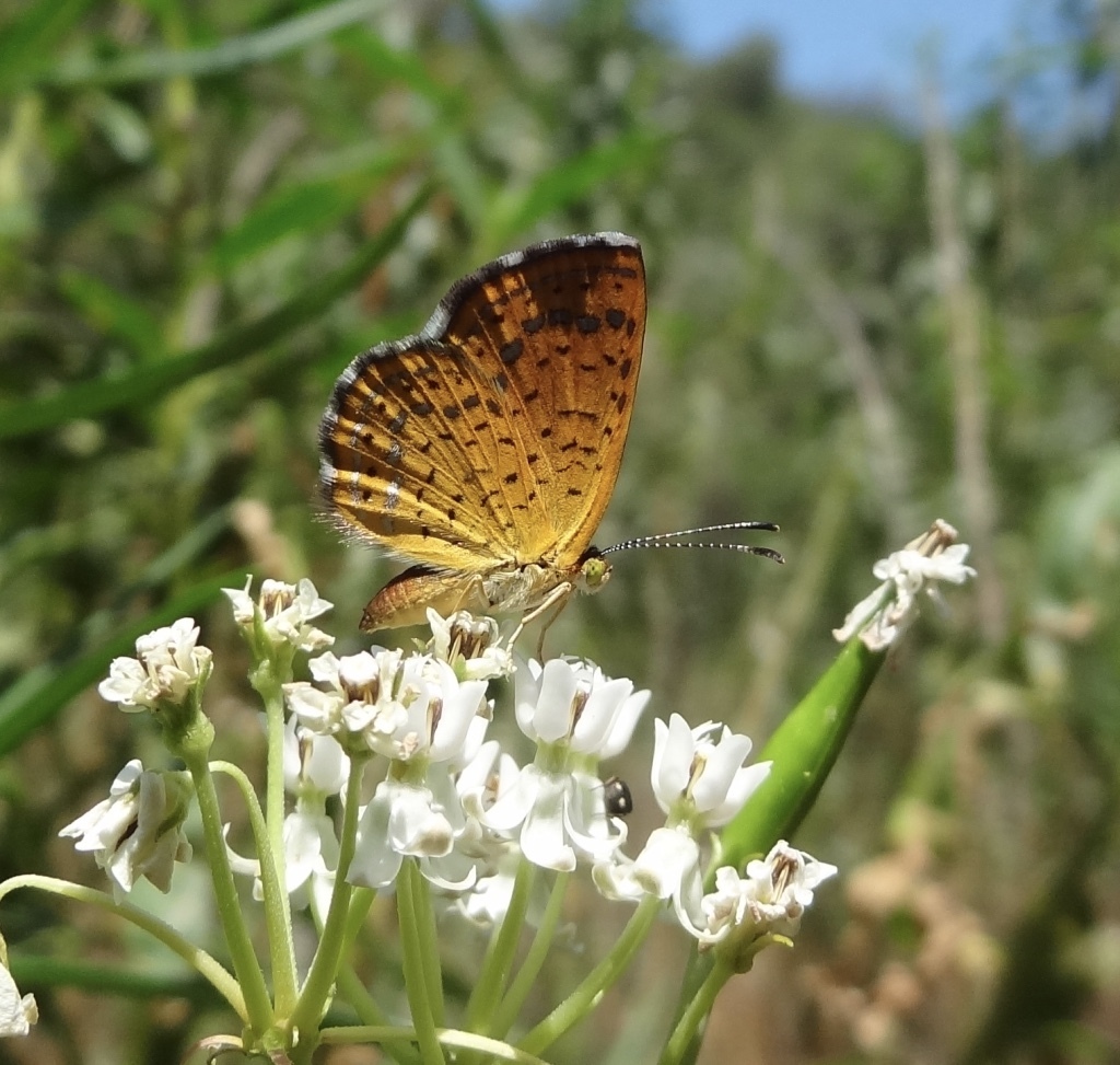Arizona Metalmark from Sycamore Canyon.Santa Cruz co.Az on August 27 ...