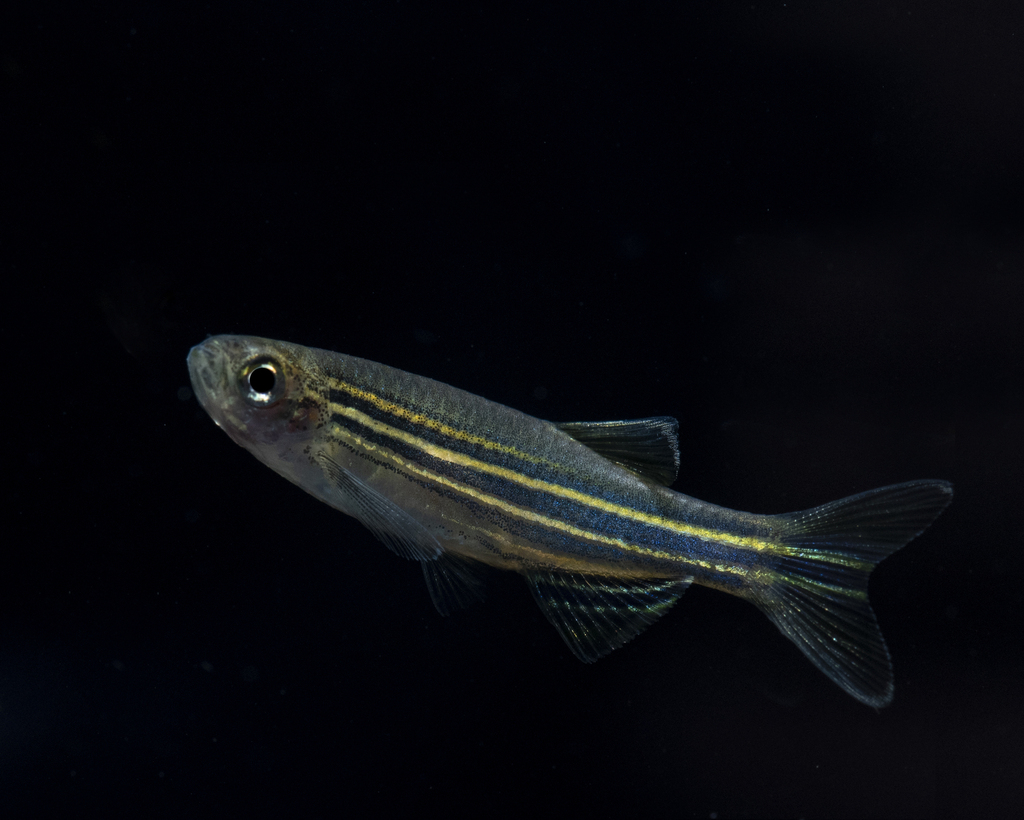 Minnows, Suckers, Carps, and Loaches (Cypriniformes) - Marine Life ...