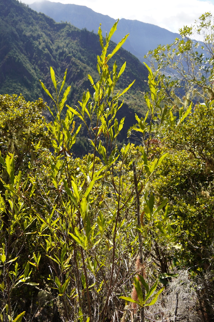Varnishleaf from Cilaos 97413, La Réunion on December 19, 2022 at 08:50 ...
