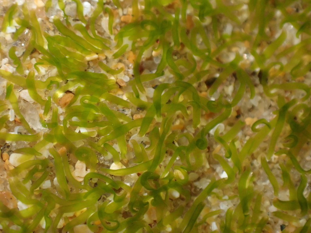 Mint sauce worm from Ille-et-Vilaine, Bretagne, France on December 20 ...