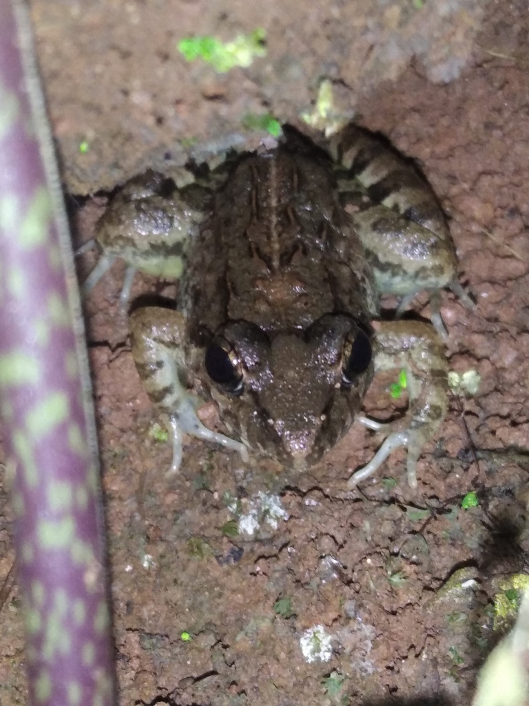 Common Indian Cricket Frog from 9R7F+G7J, Chelannur, Kerala 673616 ...