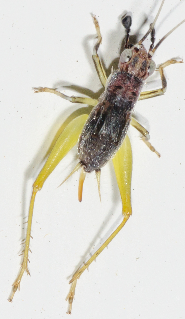 Red-headed Bush Cricket from College Hill, Cincinnati, OH, USA on ...