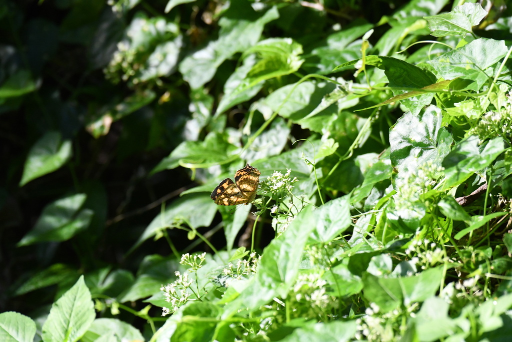 Common Jester from 台灣台東縣 on December 04, 2022 at 08:05 AM by joola13579 ...