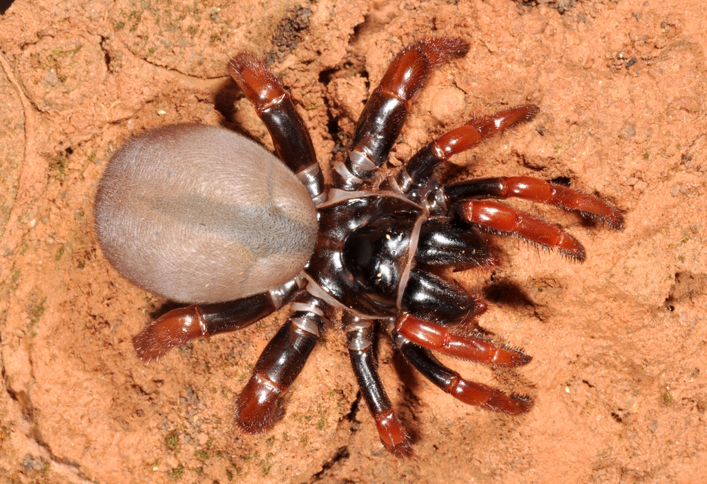 Actinopus rufipes from Santana do Riacho - MG, 35845-000, Brasil on ...