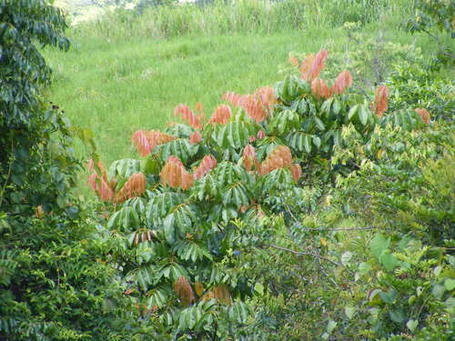 Canarium acutifolium · iNaturalist