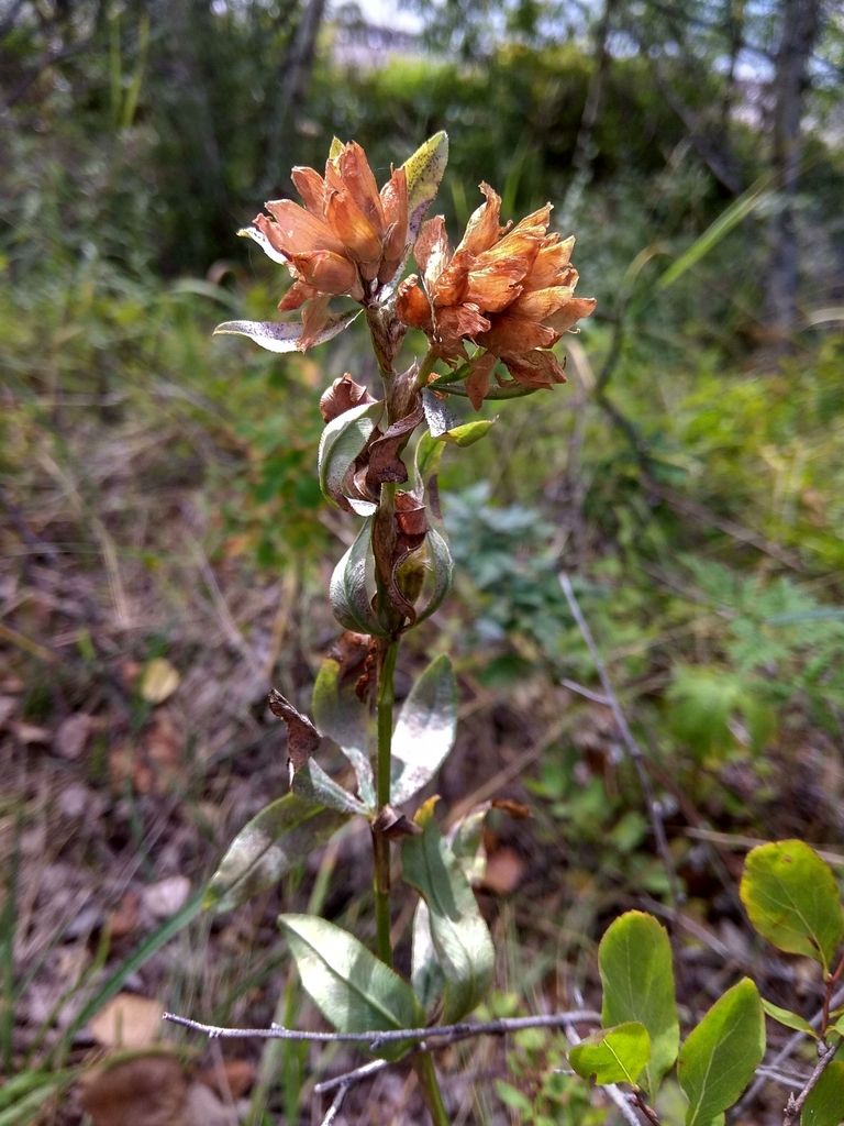 lupine clover from Slyudyansky District, Irkutsk Oblast, Russia on ...