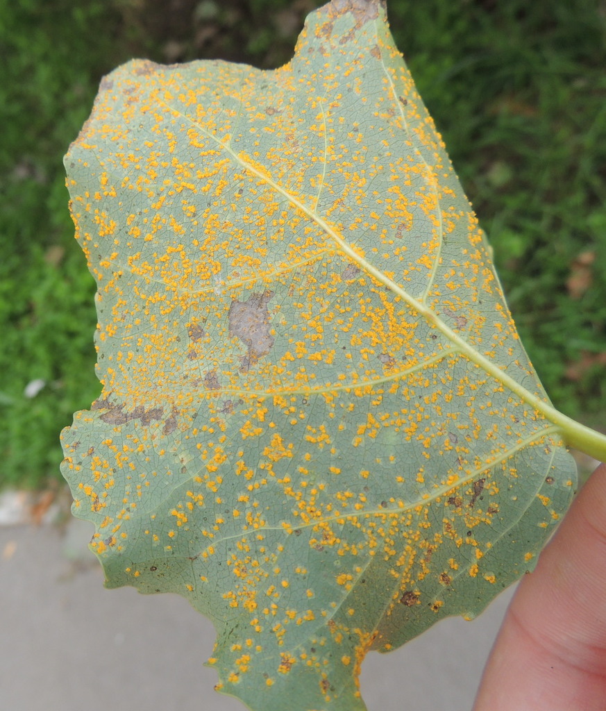 Poplar Leaf Rust Fungus from Блок 67, Београд, Сербия on October 13 ...