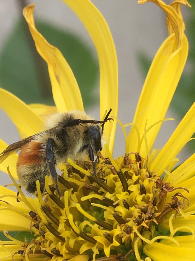 Hunt's Bumble Bee from Douglasdale, Calgary, AB T2Z, Canada on ...