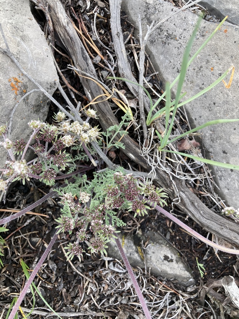 bigseed biscuitroot from Kananaskis, AB T0L, Canada on June 15, 2022 at ...