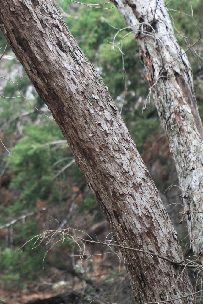 White Shin Oak in December 2022 by Clifton Albrecht. No. 2 · iNaturalist