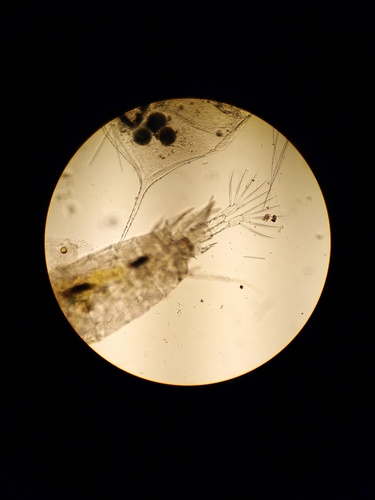 Eudiaptomus vulgaris · iNaturalist
