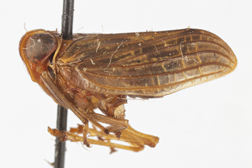 Epomides impressus · NaturaLista Colombia