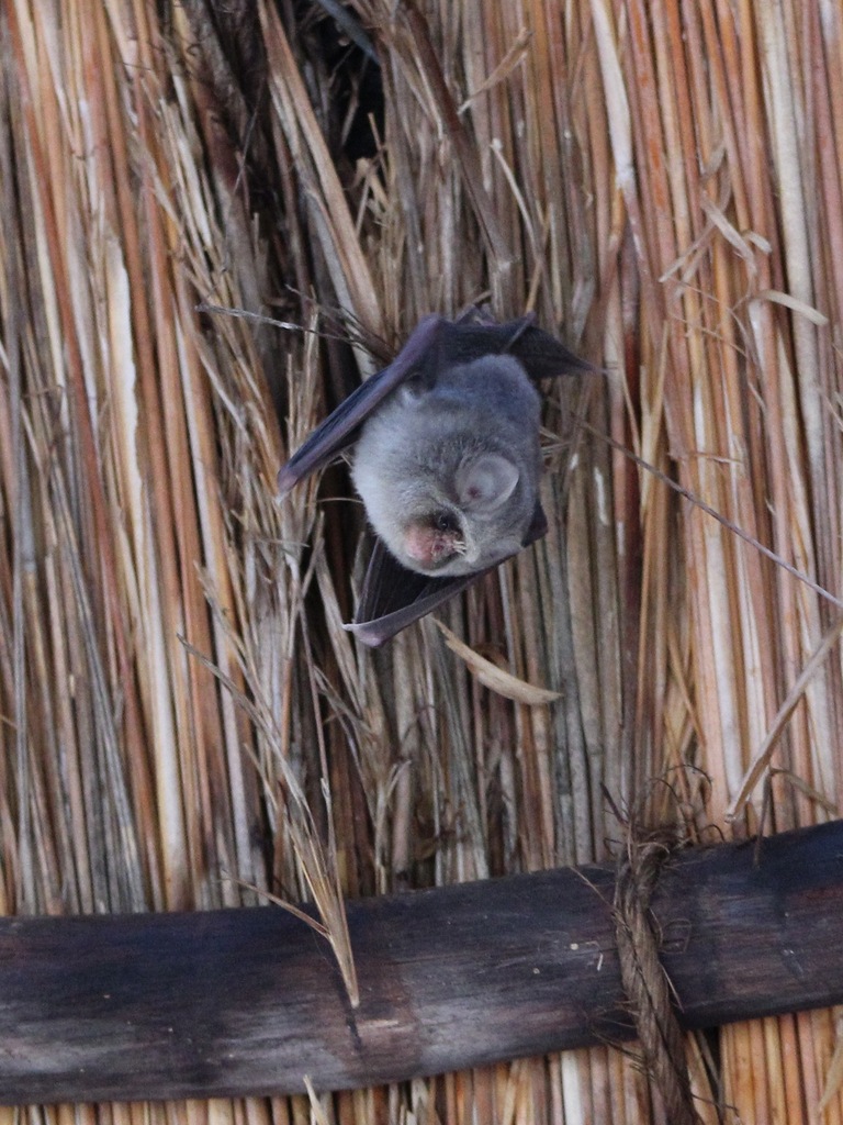 Percival's Trident Bat (Cloeotis percivali) - Know Your Mammals