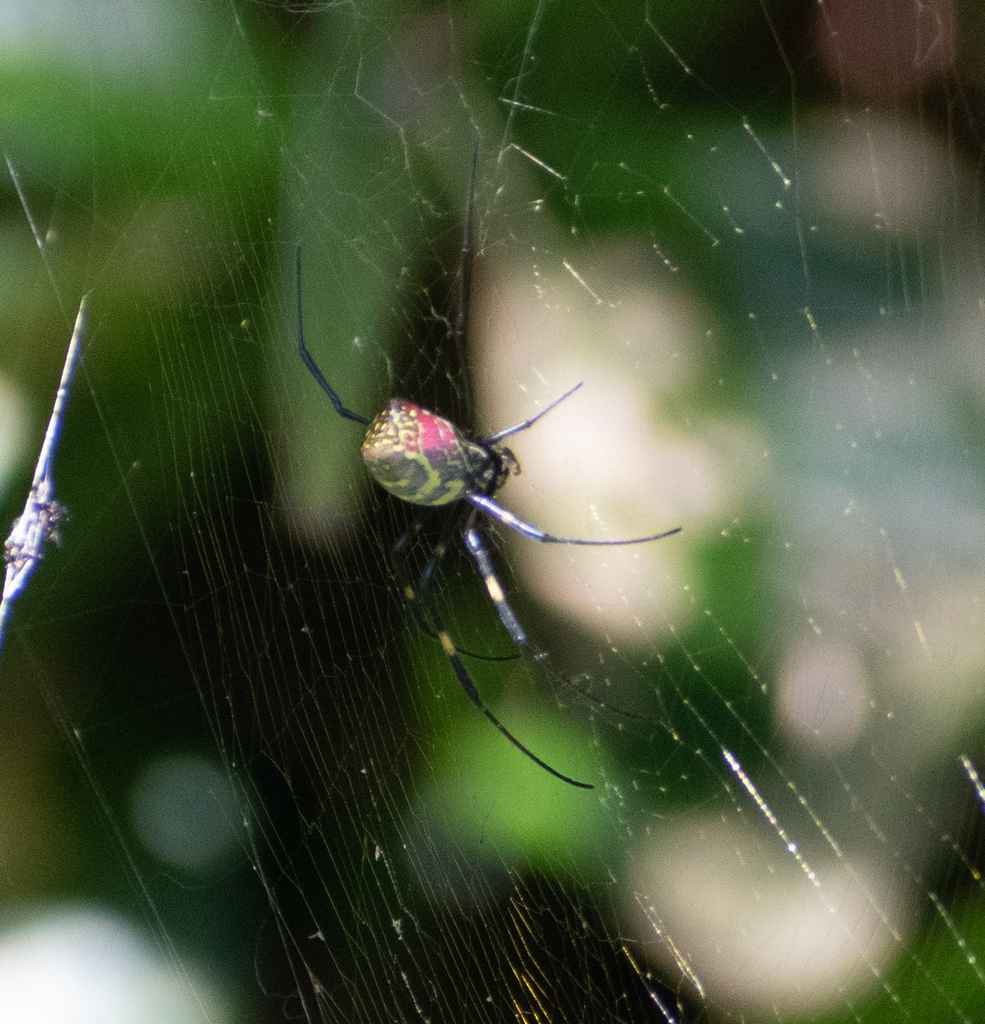 Joro Spider from V8H3+W7J, South Shibkhola Tea Garden, West Bengal ...