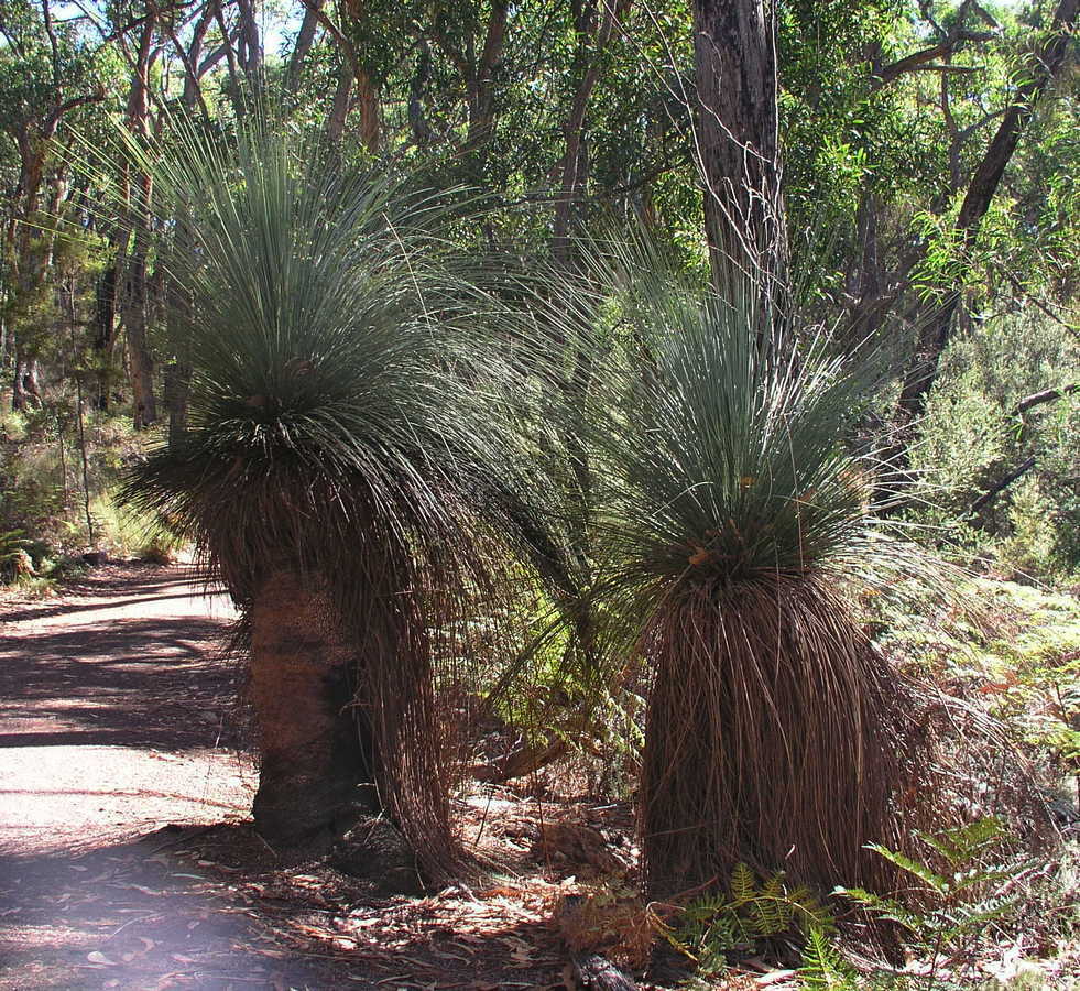 Austral Grass-tree from Mafeking VIC 3379, Australia on April 6, 2004 ...