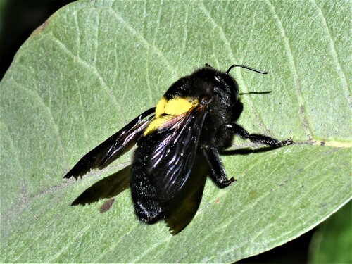 Cape Carpenter Bee (Xylocopa capensis) · iNaturalist