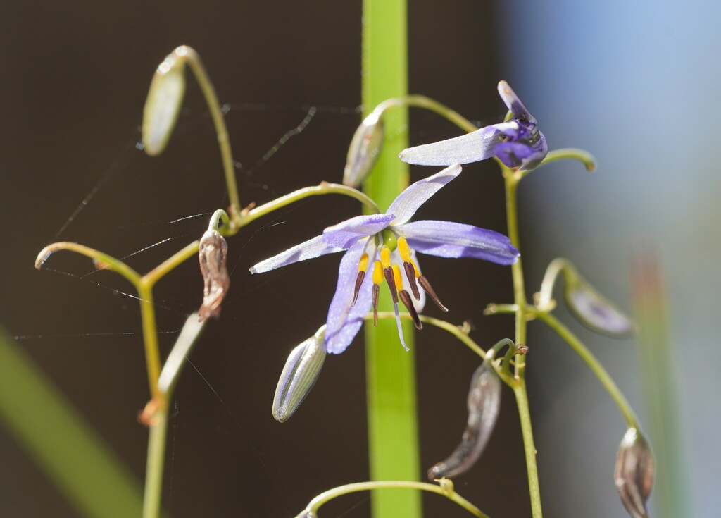 Blueberry Lily from Melbourne VIC, Australia on December 10, 2022 at 12 ...