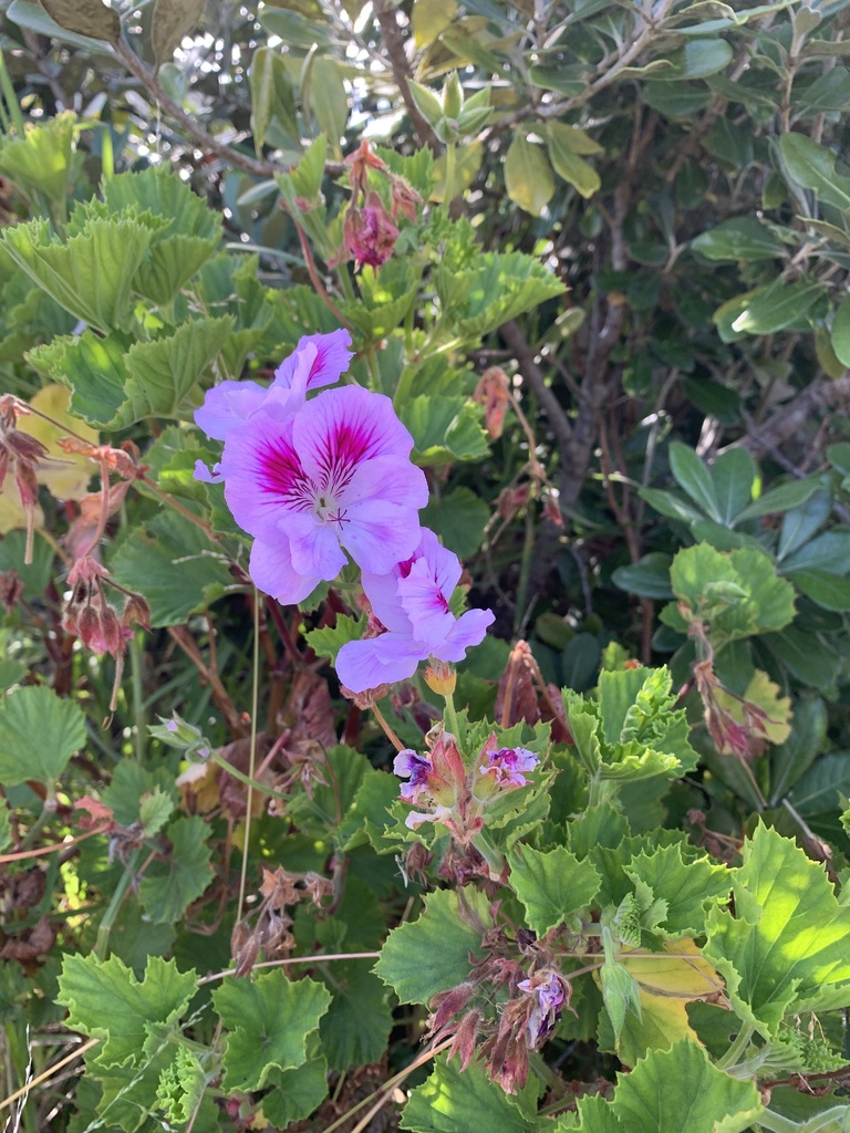 geraniums and storksbills from North Island, Karikari Peninsula ...