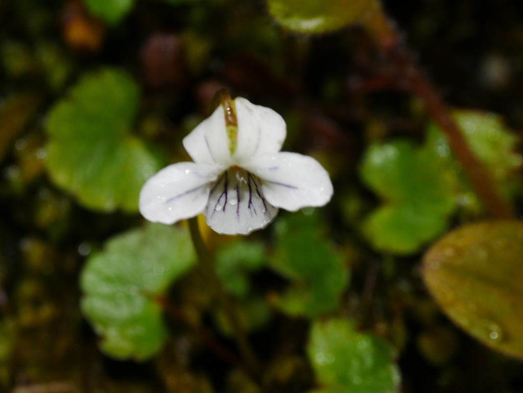 Viola filicaulis from Queenstown-Lakes District, Otago, New Zealand on ...