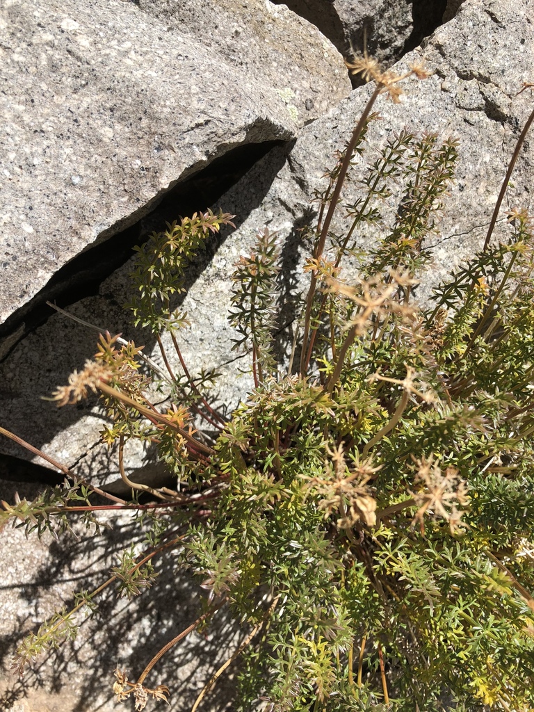 Pteryxia hendersonii (Alpine Flora of the Southern Rocky Mountains ...
