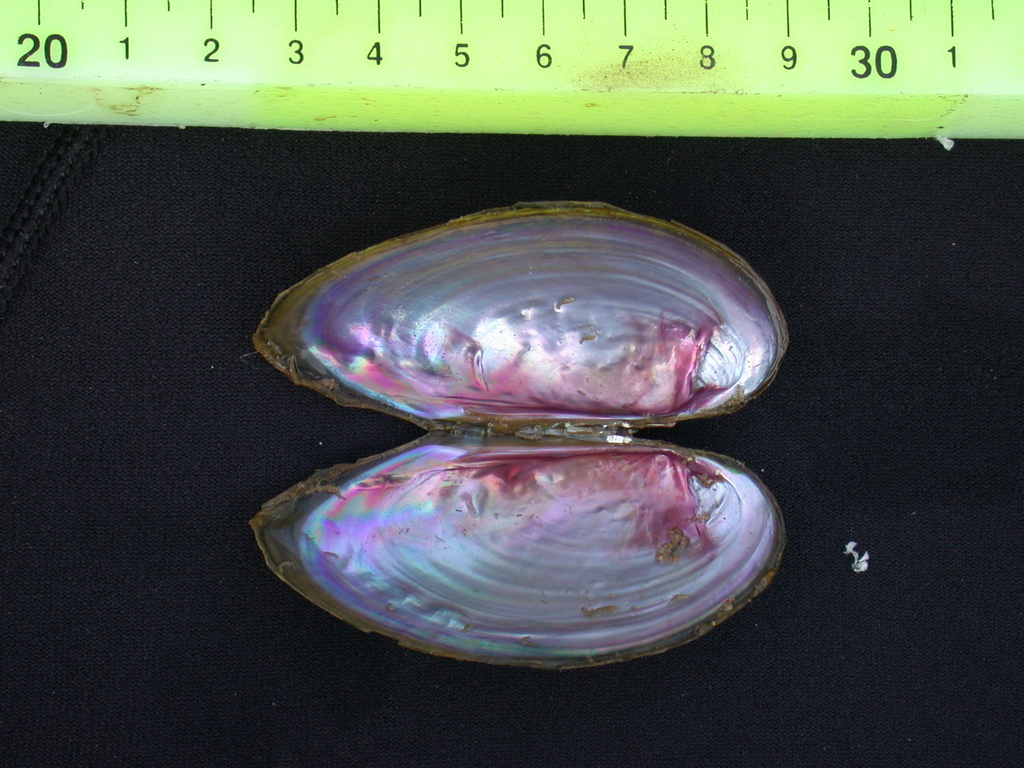 Scaleshell in July 2002 by MC Barnhart. Male · iNaturalist