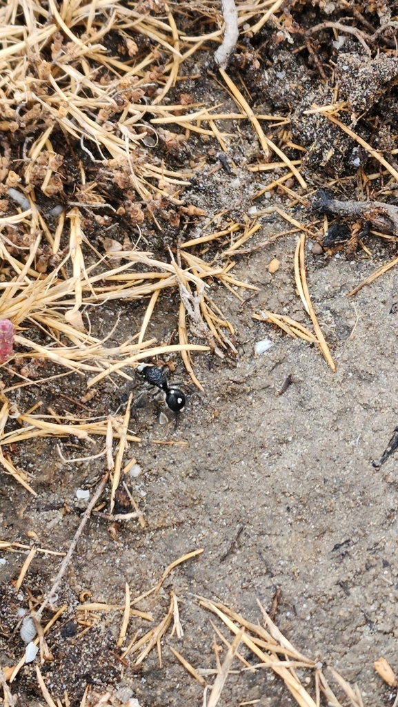 Bothriomutilla rugicollis from Robe, AU-SA, AU on December 22, 2022 at ...