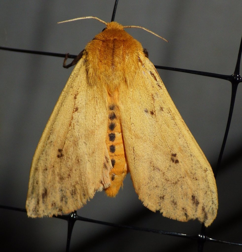 Isabella Tiger Moth from Schuyler County, NY, USA on September 11, 2018 ...