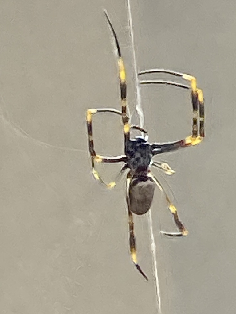 Tiger Spider in December 2022 by tolvay family · iNaturalist