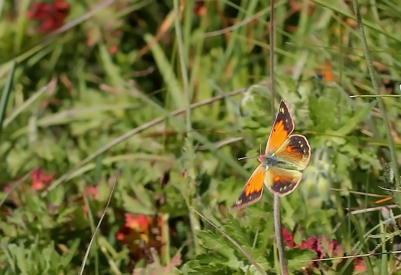 Colias thisoa from Posof/Ardahan, Türkiye on July 24, 2012 at 02:51 PM ...