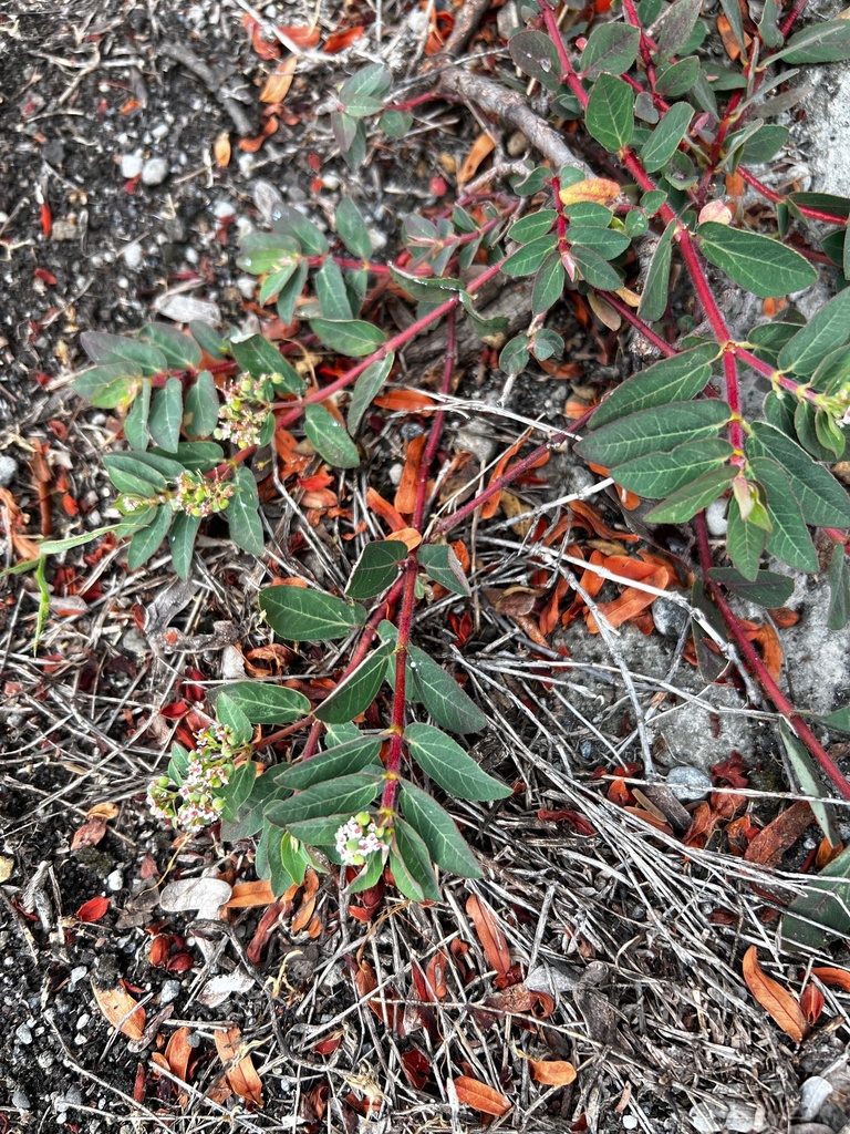 Sweet Spurge in December 2022 by Cheryl Gilbert · iNaturalist