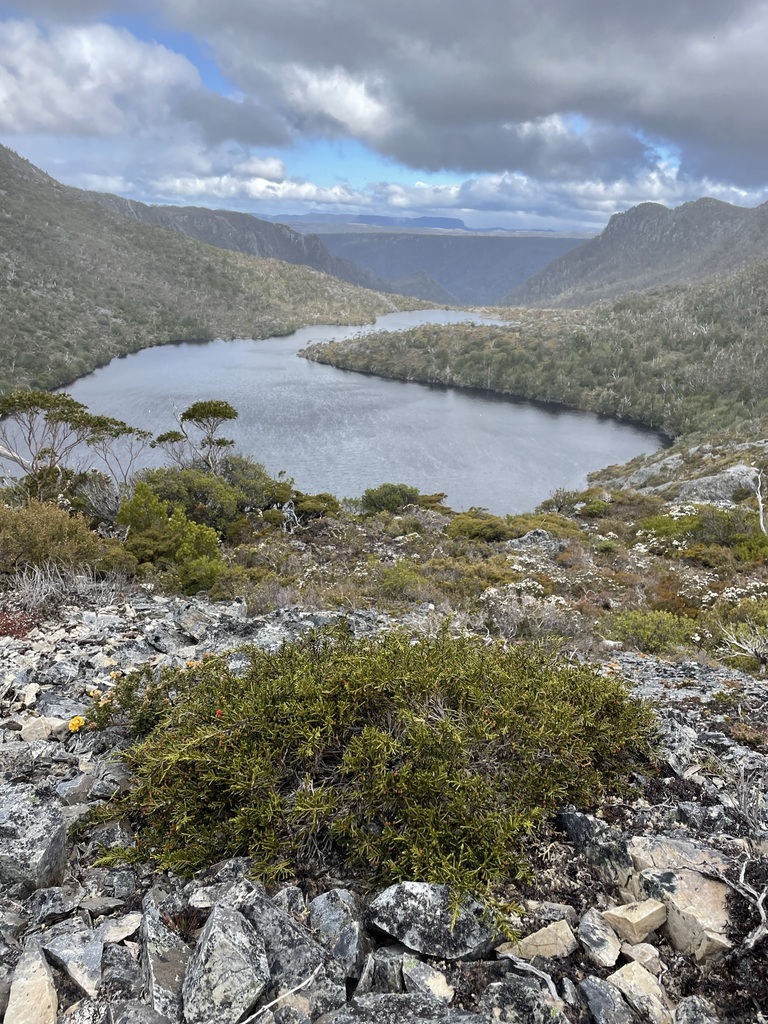 creeping strawberry pine (Microcachrys tetragona) - Botanical Realm