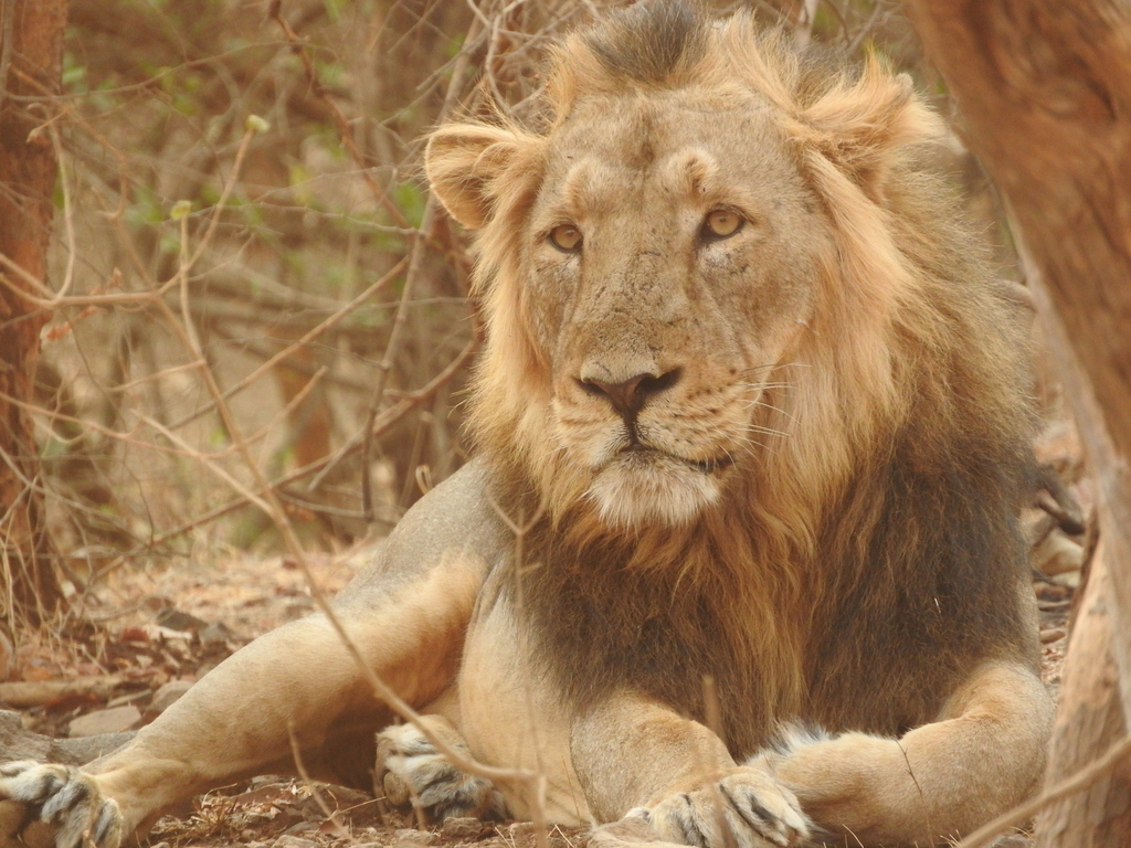 Northern Lion (Panthera leo leo) - Know Your Mammals