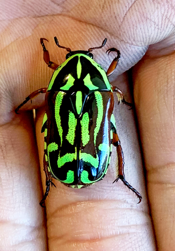 Eupoecila intricata · iNaturalist