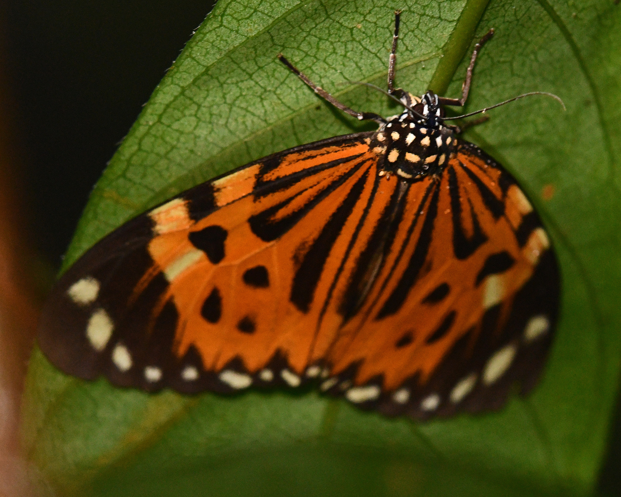 Chetone histrio Boisduval, 1870